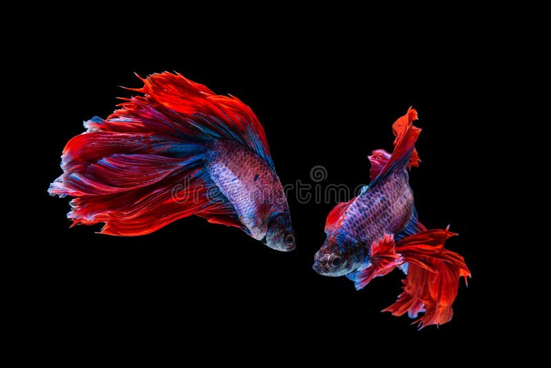 Red and Blue Betta Fish, Siamese Fighting Fish Stock Photo - Image of ...