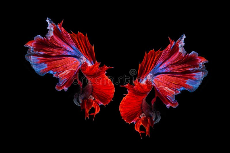 Red and Blue Betta Fish, Siamese Fighting Fish Stock Image - Image of ...