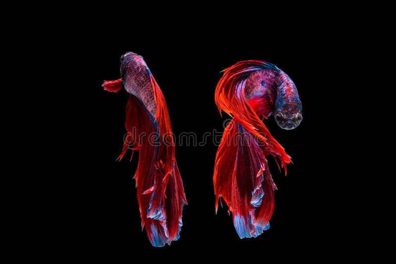 Red and Blue Betta Fish, Siamese Fighting Fish Stock Photo - Image of ...