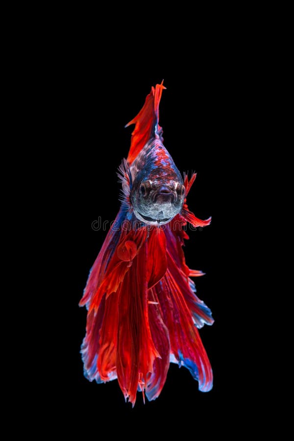 Red and Blue Betta Fish, Siamese Fighting Fish Stock Image - Image of ...
