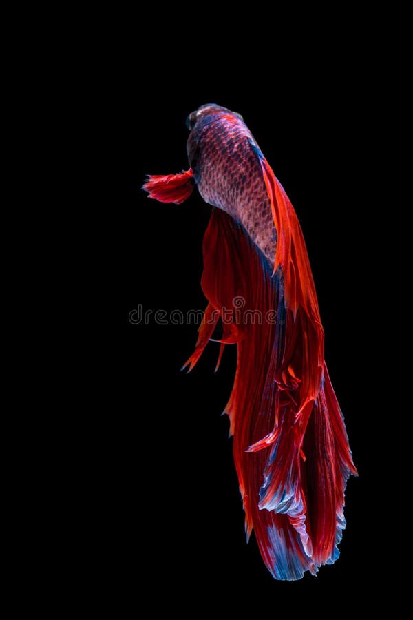 Red and Blue Betta Fish, Siamese Fighting Fish Stock Image - Image of ...