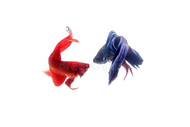 Red and Blue Betta Fish, Siamese Fighting Fish Isolated on White Stock ...