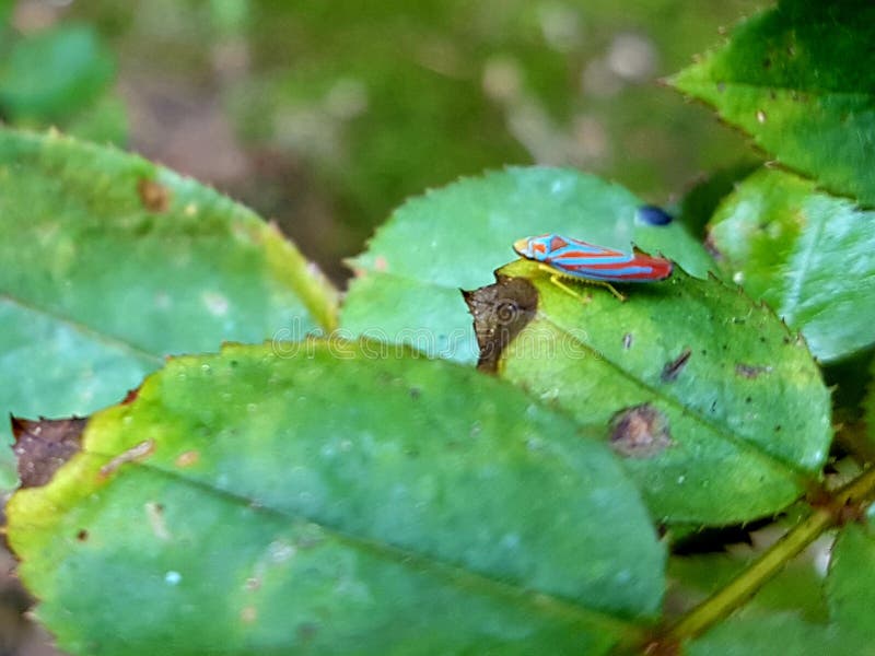 1,303 Insect Candy Stock Photos - Free & Royalty-Free Stock Photos from ...