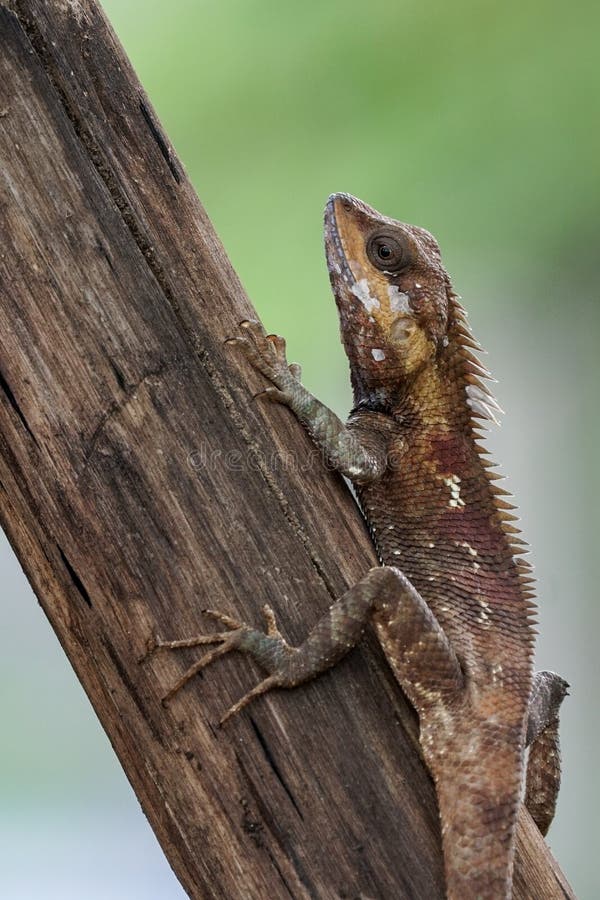 Red Blue Crested Lizard Climbing a Piece of Wood Stock Photo - Image of ...