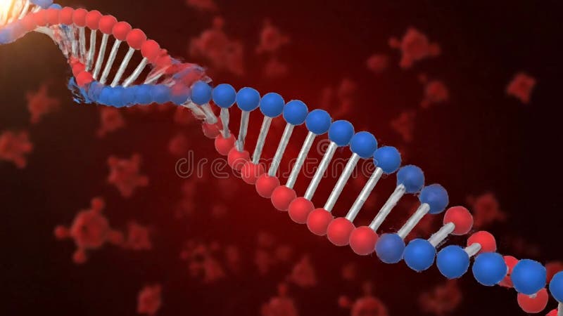 Red and Blue DNA Strand Rotating on Red Background with Spotlight ...