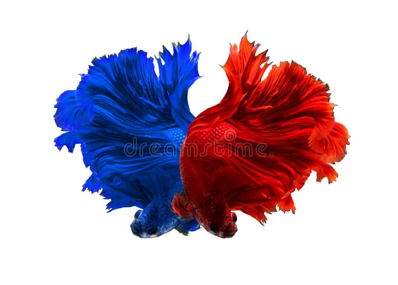 Blue Dragon Siamese Fighting Fish, Betta Fish Isolated on Black Stock ...
