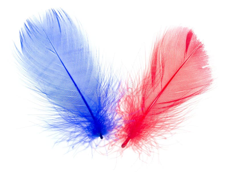 Red and Blue Feather on a White Background Stock Photo - Image of ...