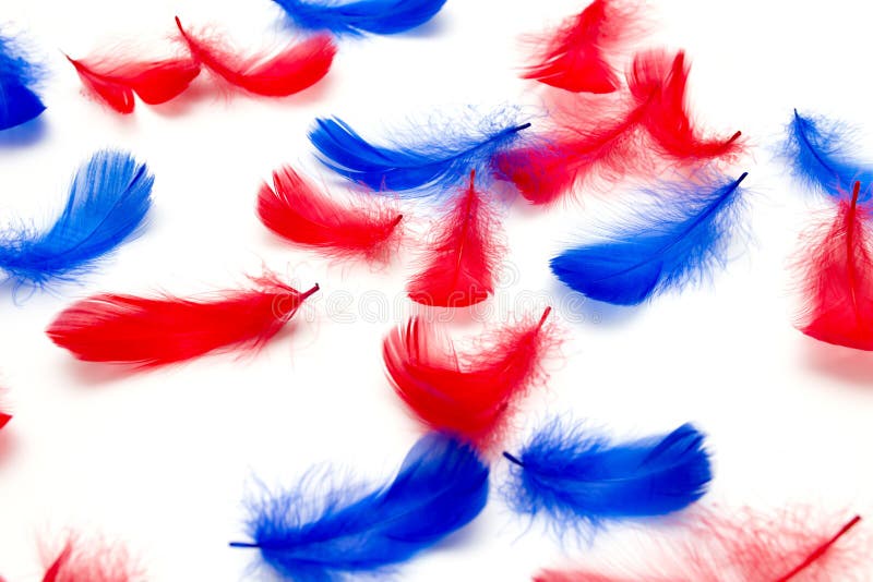 Red and Blue Feather on a White Background Stock Photo - Image of ...