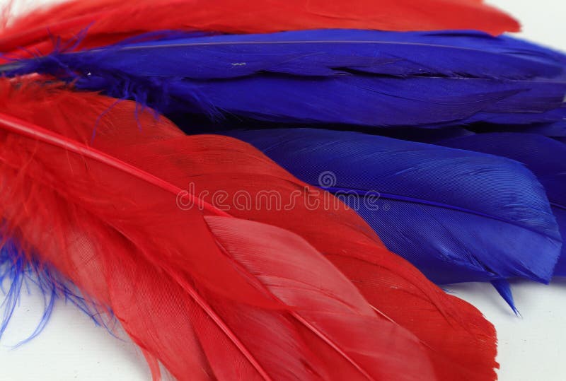 Red and blue feathers stock image. Image of colorful - 182262573
