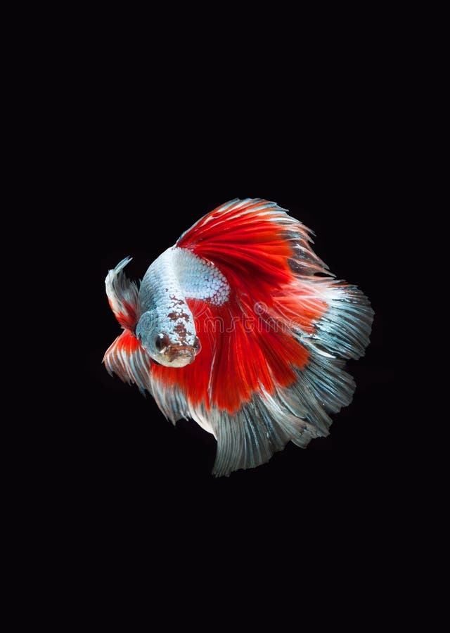 Red blue fighting fish stock image. Image of fish, luxury - 62198127