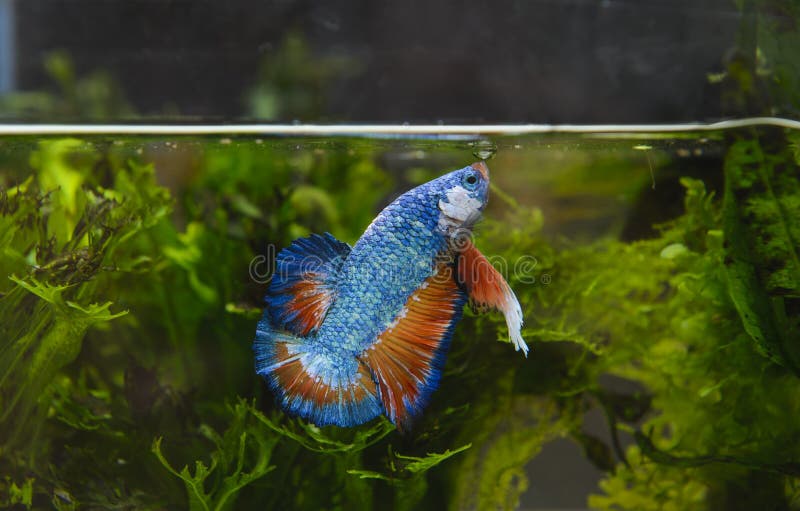 Red and Blue Fighting Fish from Thailand Stock Photo - Image of dragon ...