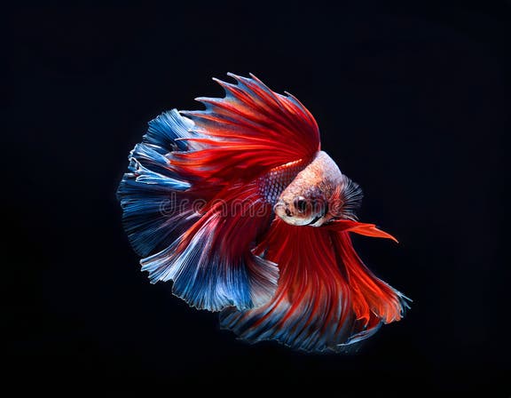Beta Fish Red & Blue Tail Isolated Black Background Stock Illustration ...