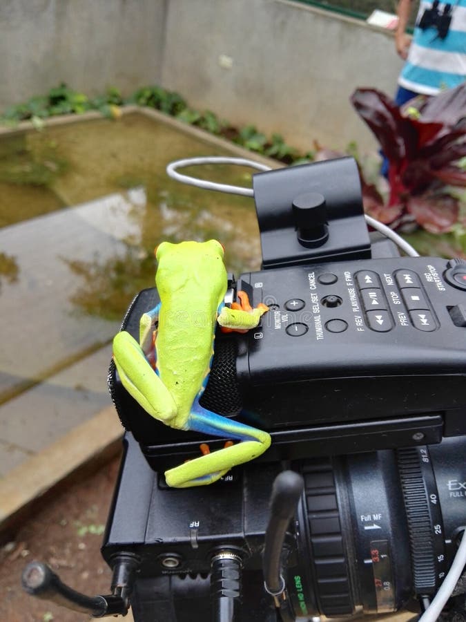 Red and Blue Frog Over a Camera Video Camera Stock Photo - Image of ...