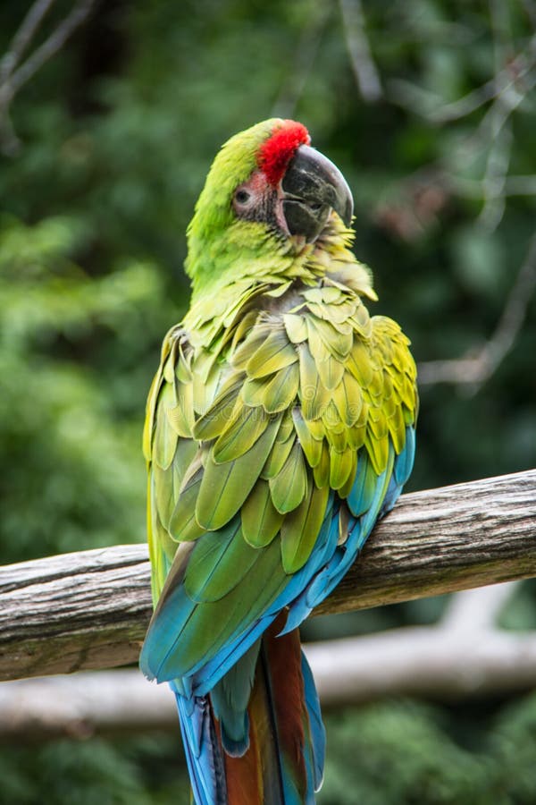 Red blue green big parrots stock image. Image of yellow - 192983403