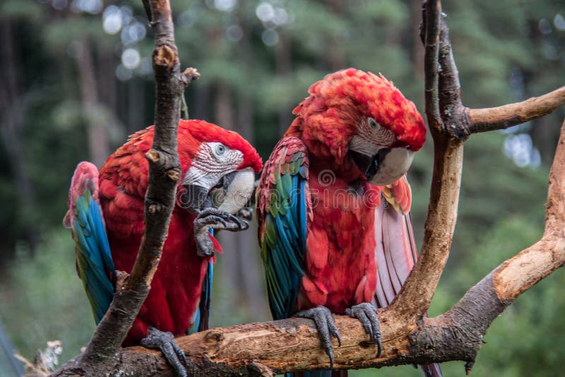Red blue green big parrots stock image. Image of parrots - 192983521