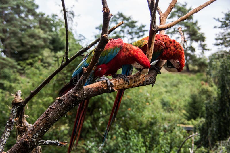Red blue green big parrots stock photo. Image of jungle - 192983762