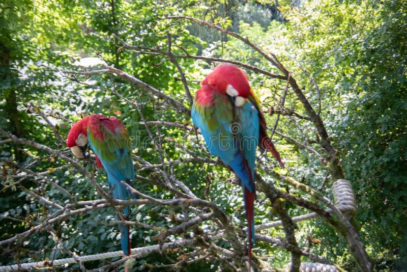 Red blue green big parrots stock image. Image of beak - 228366105