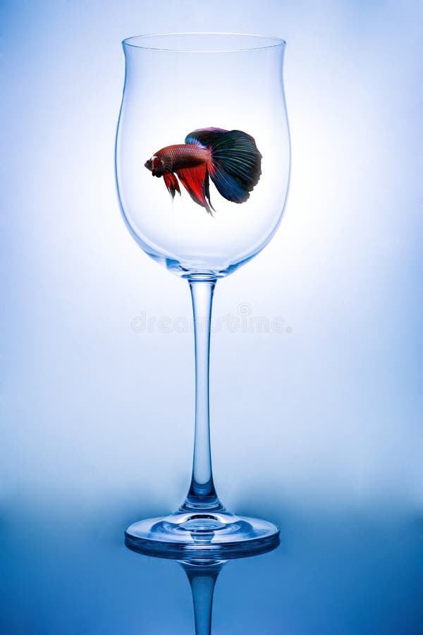 Blue Halfmoon Betta Fish. the Blue Betta Fish with a Yellow Combination ...