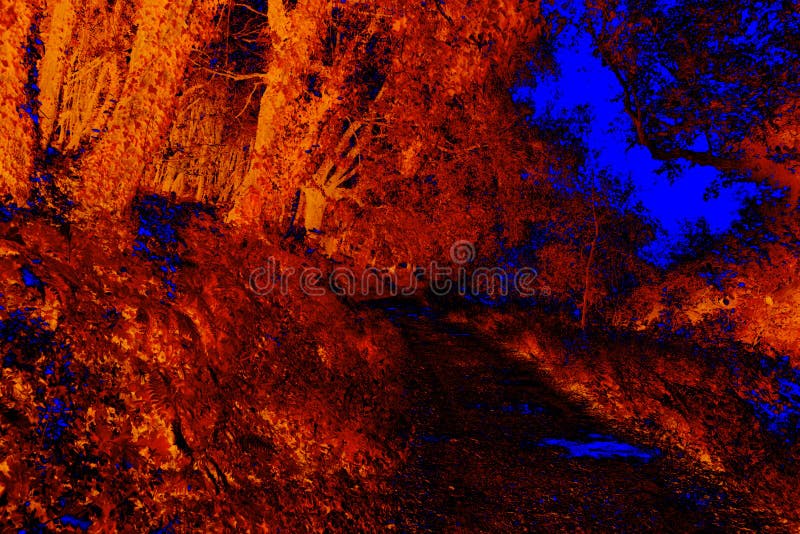 Infrared Forest Shot with Light Rays Shining Throw it Stock Image ...