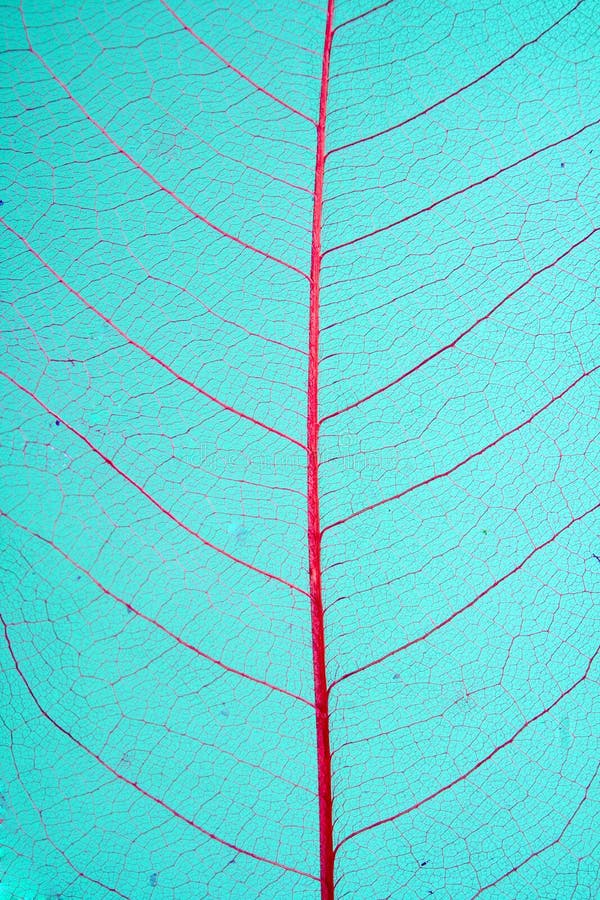 Red and Blue Leaf Vein Pattern Stock Photo - Image of vertical ...