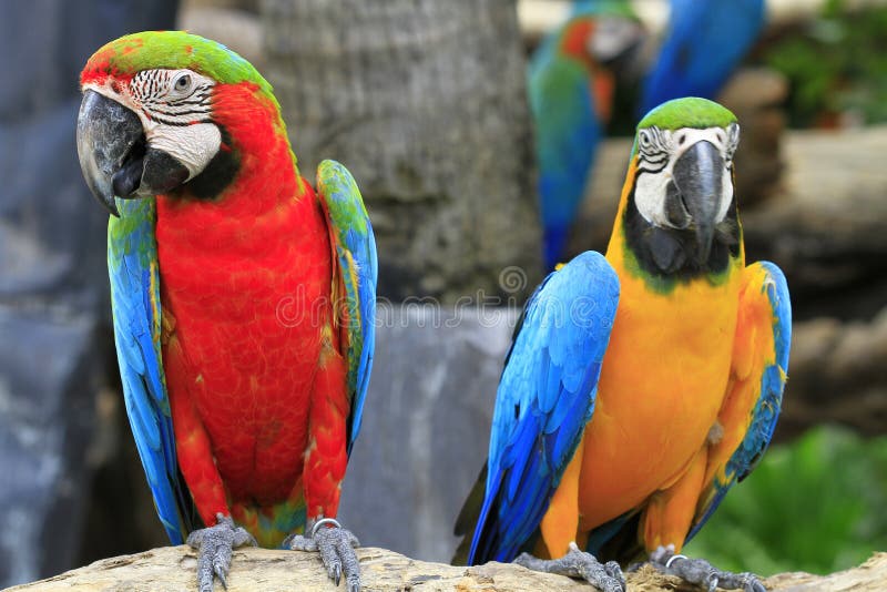 Red and blue macaw stock image. Image of bright, tropics - 25392631