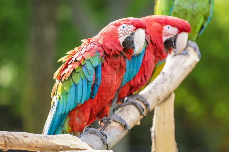 Red and Blue macaw stock photo. Image of blue, fauna - 27880166