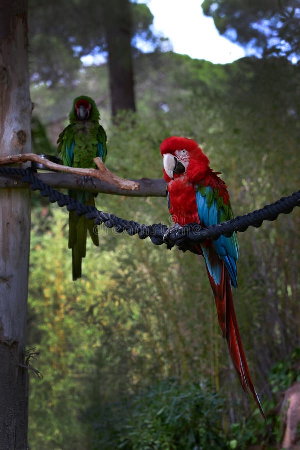 Red-and-blue Macaw, Ara Ararauna, Macaw Parrot Stock Photo - Image of ...