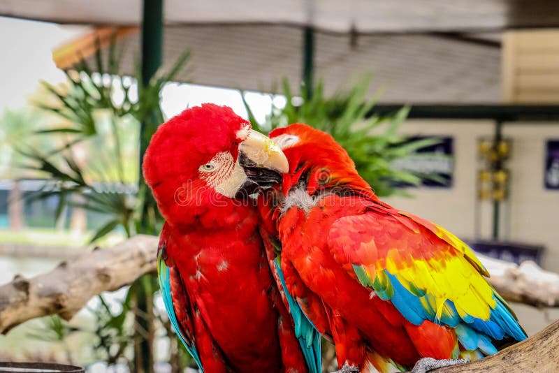Red and Blue Macaw is cute stock image. Image of jungle - 149776659