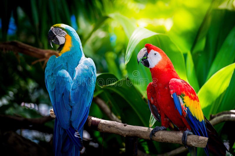 Red&Blue Macaw stock photo. Image of blue, macaw - 56899378