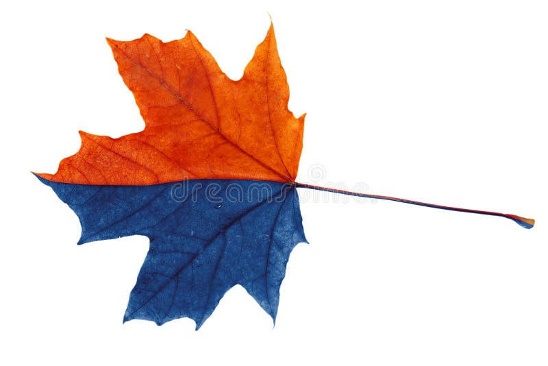 Red Blue Maple Leaf on a White Background. Stock Photo - Image of color ...
