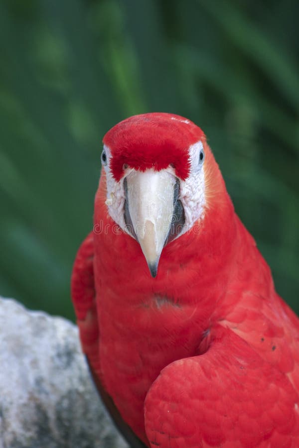 Red blue parrot in mexican stock image. Image of macaw - 147869083