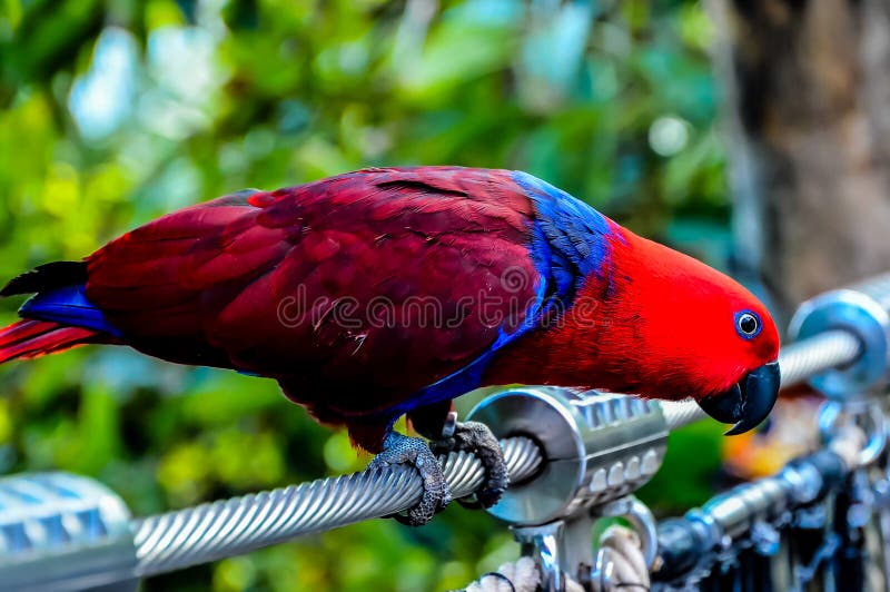 A Red and Blue Parrot is Perched on a Wire Stock Image - Image of wire ...