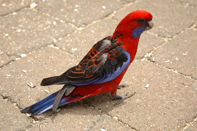 Red and Blue Parrot. Side View Stock Image - Image of bird, floor: 3506093