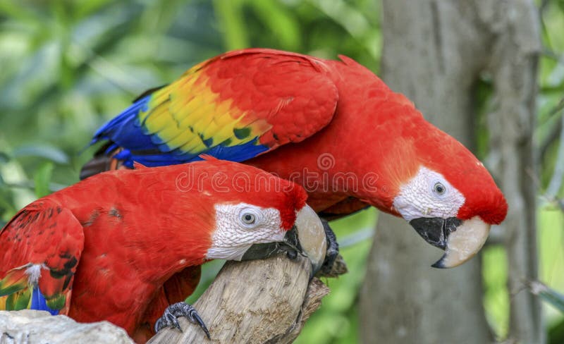 2 Red blue parrot stock photo. Image of bird, tropical - 131605768