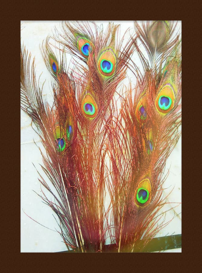 Red and Blue Peacock Feathers are in Red Frame Stock Photo - Image of ...