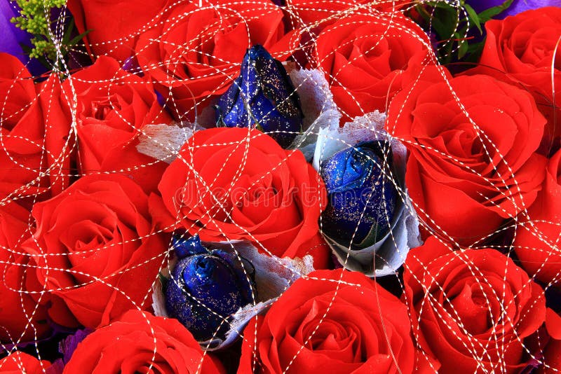 Red and Blue Rose stock image. Image of closeup, birthday - 8301061
