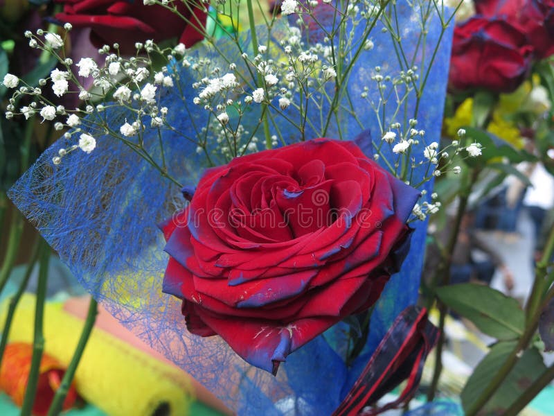 Red and blue rose stock image. Image of rose, gardening - 117144031