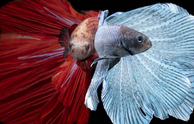Red and Blue Siamese Fighting Fish Stock Photo - Image of blue, fish ...