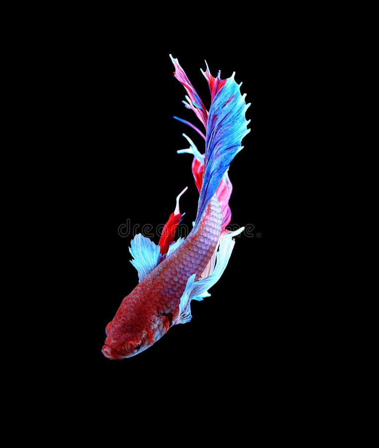 Red and Blue Siamese Fighting Fish, Betta Fish Isolated on Black Stock ...
