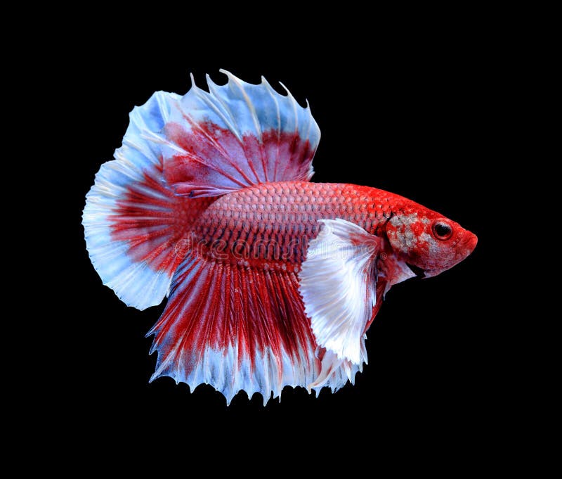 Red and Blue Siamese Fighting Fish, Betta Fish Isolated on Black Stock ...