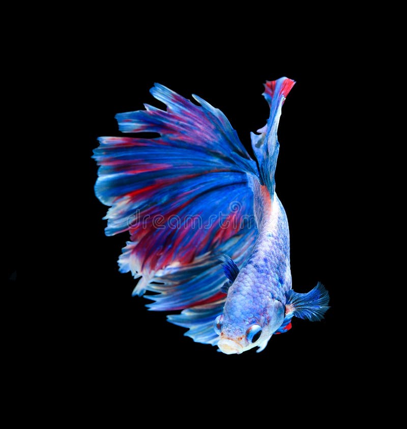 Red and Blue Siamese Fighting Fish, Betta Fish Isolated on Black Stock ...