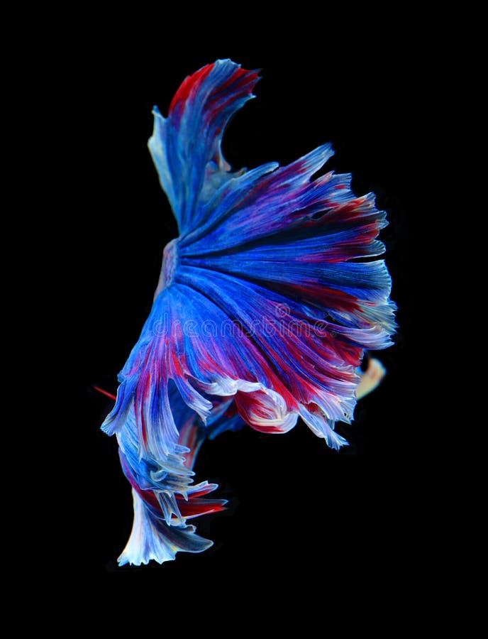 Blue siamese fighting fish stock image. Image of fish - 27348969