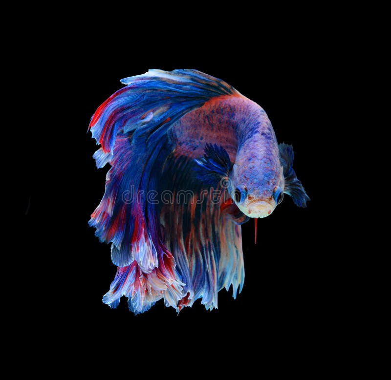 Red and Blue Siamese Fighting Fish, Betta Fish Isolated on Black Stock ...