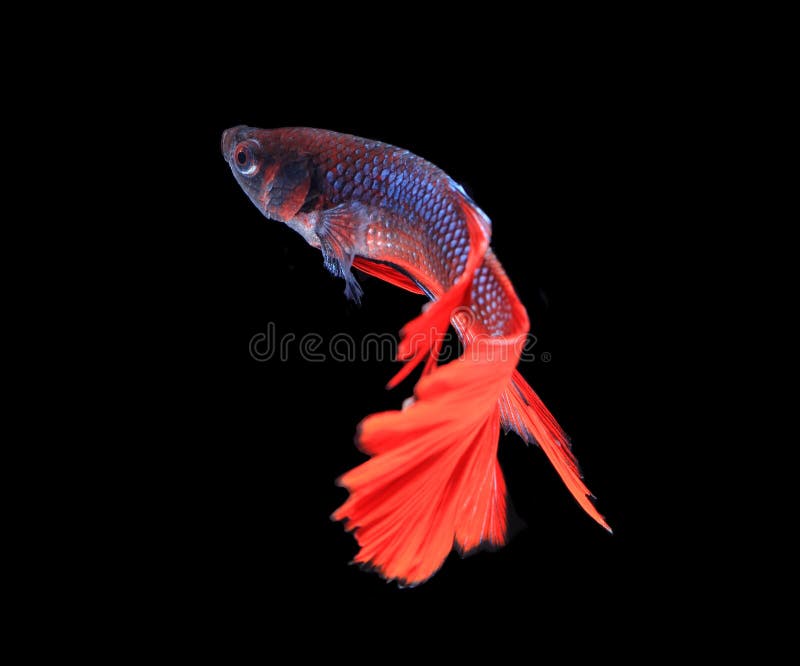 Red and Blue Siamese Fighting Fish Halfmoon , Betta Fish Isolate Stock ...