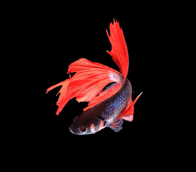Red and Blue Siamese Fighting Fish Halfmoon , Betta Fish Isolate Stock ...