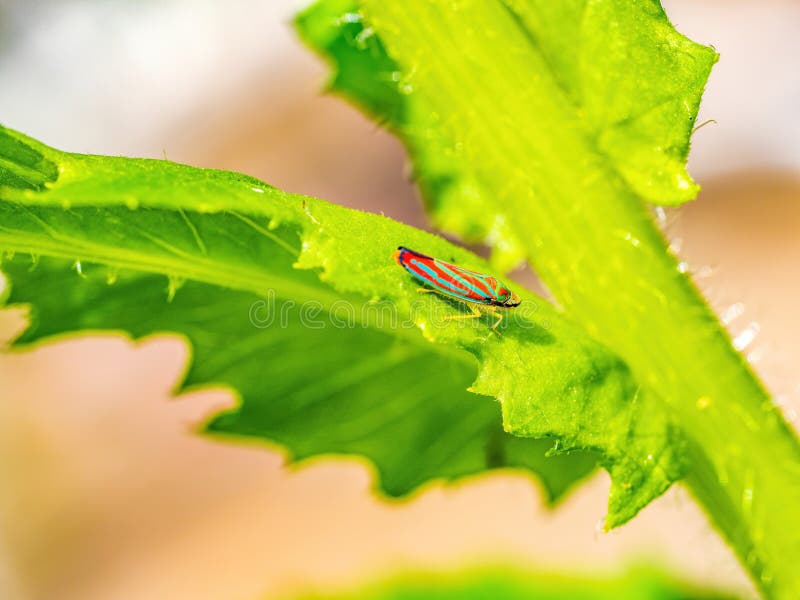 Red and Blue Striped Leafhopper Stock Image - Image of branch ...