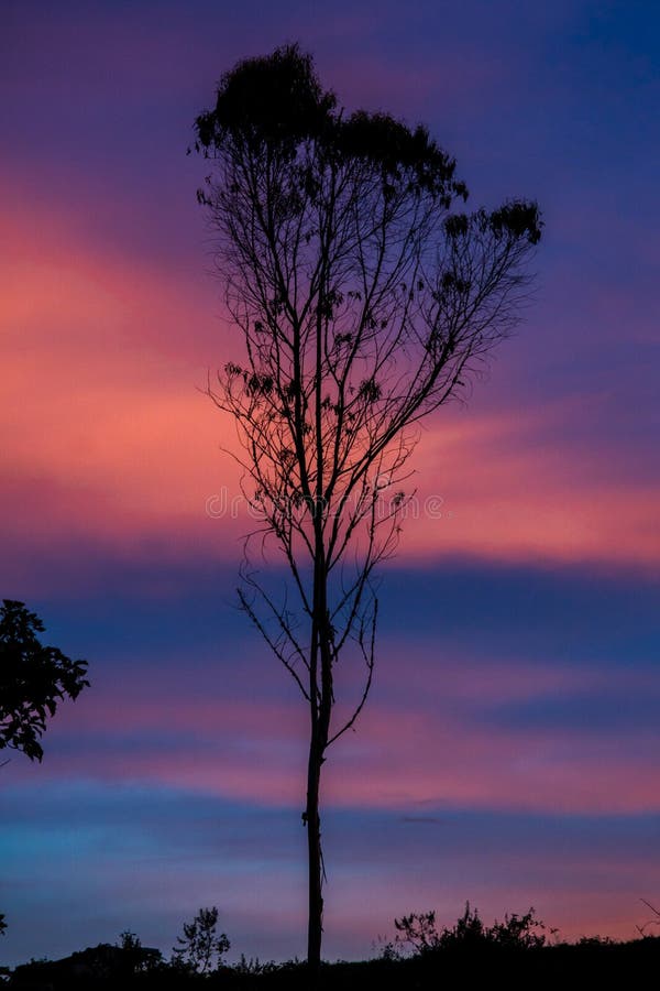 Red and Blue Sunset with a Tree Stock Photo - Image of dawn, nature ...