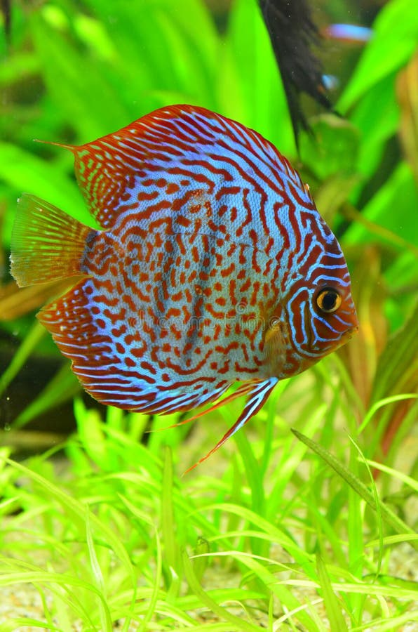 Exotic Aquarium with Tropical Discus Fish Stock Photo - Image of green ...