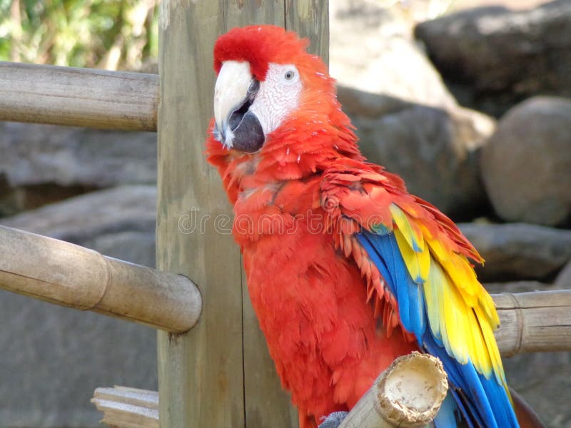 Red Blue and Yellow Parrot on Perch Stock Photo - Image of yellow ...