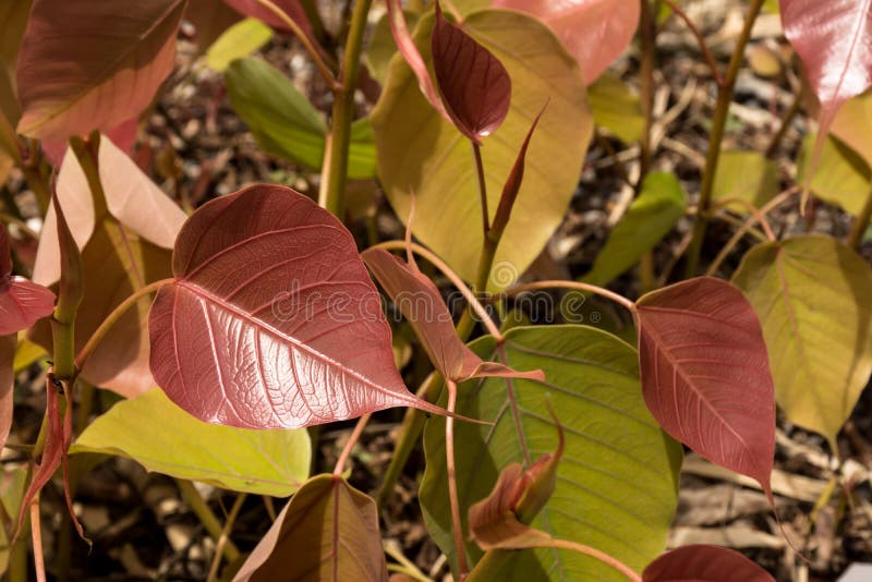 Red bo leaf stock photo. Image of design, symbol, flower - 78836302